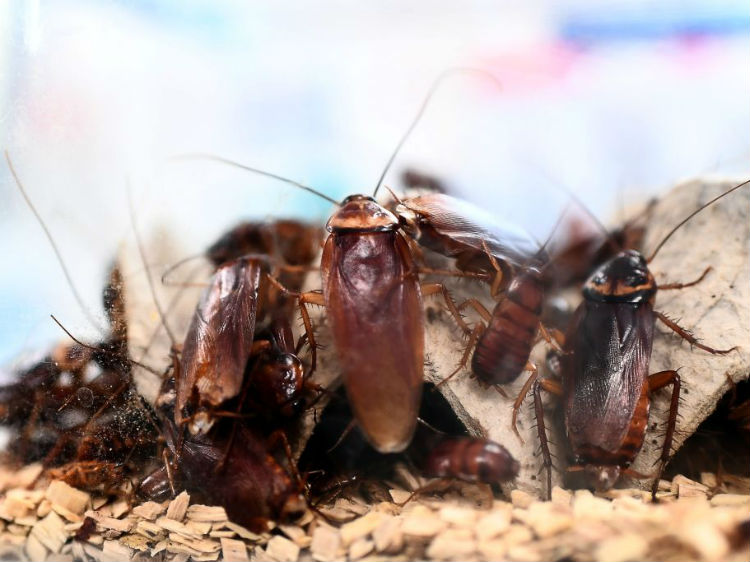 You Probably Don’t Have A Cockroach In Your Ear Right This Second