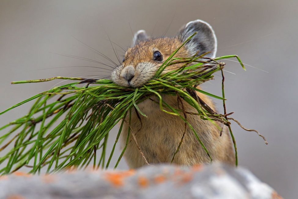 Super Furry Animals: Which Niche Fuzzy Animal Should The Internet Be ...