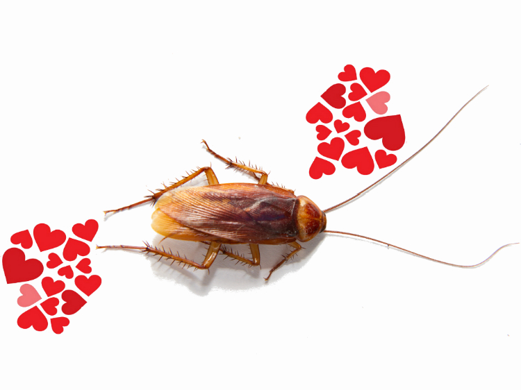 A Zoo In Texas Is Letting People Name Cockroaches After Their Exes For ...