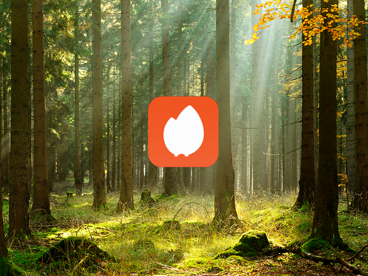 Trees Now Have Their Own Tinder-Style App For Those Of You Who Wanna ...