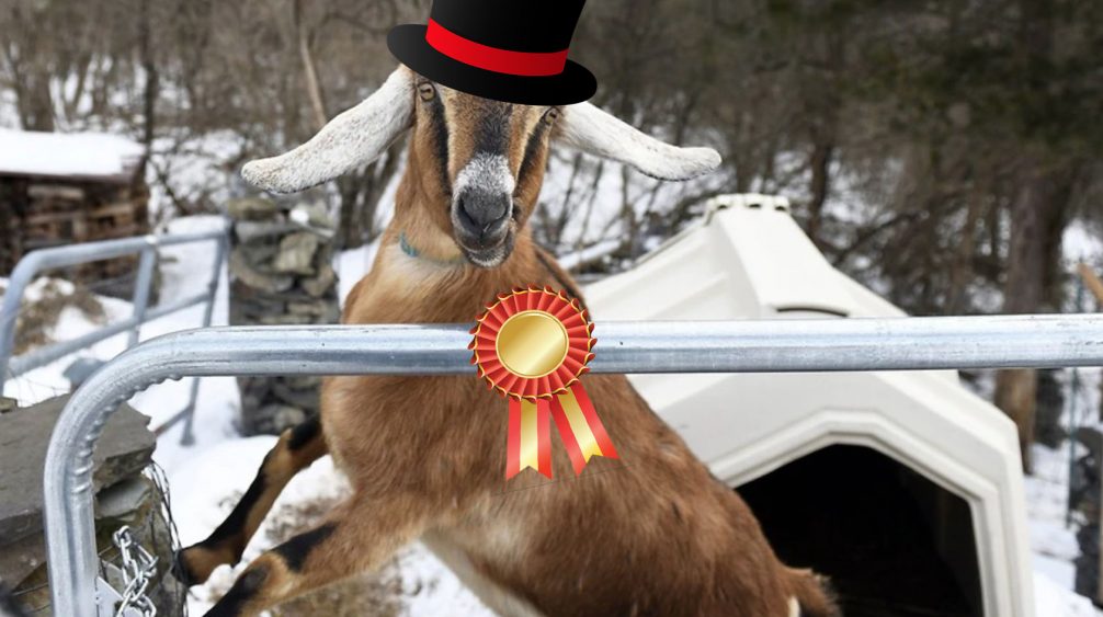 A US Town Has Elected A Goat Mayor Because At This Point Why The Hell Not