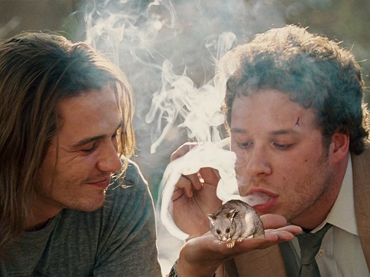 Australia Hits New Low After Two Bogan Stoners Force A Possum To Smoke Weed