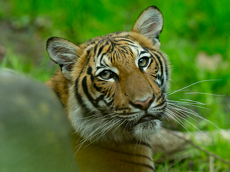 A Tiger Tests Positive For COVID-19 And Iso Never Looked So Good